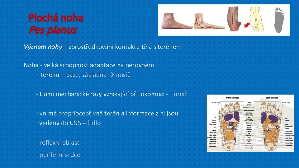 Oslaben pohybovho systmu ll st Pavlna Novkov Katedra