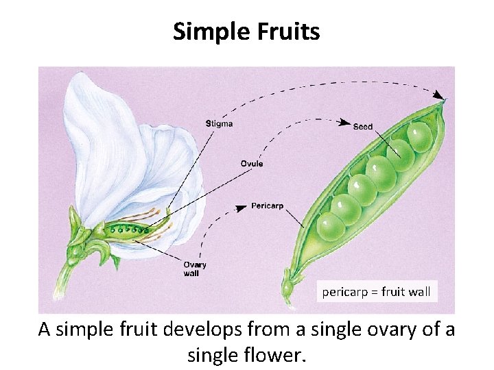 Plant Life Cycle Fruits and Seeds Chapter 6