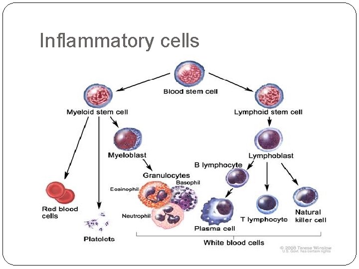 Basic Pathology Dr Samina Qamar FCPS Histopathology CHRONIC