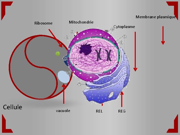 Chromosome et Chromatine ARICHI Bouchra Introduction Le matriel