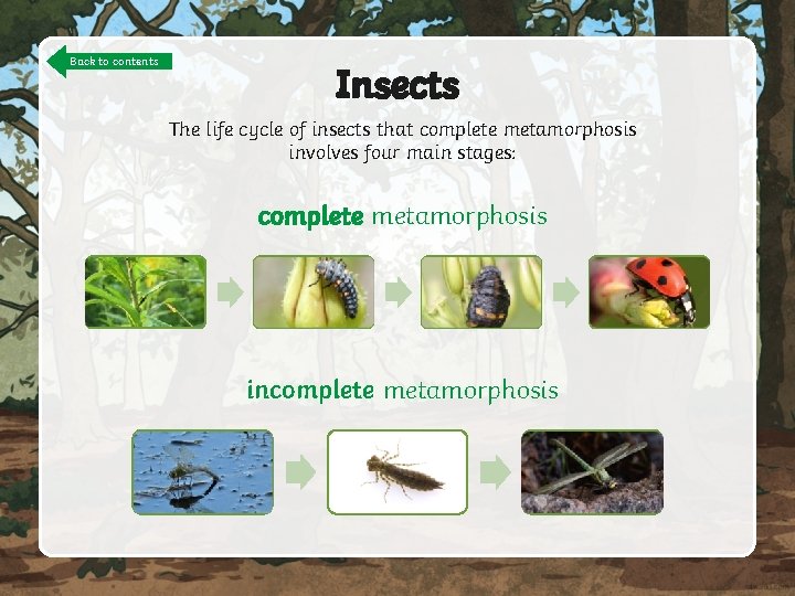 Contents What is a life cycle Insects Mammals