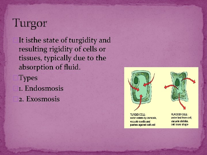 Chapter 11 Transport in Organism Importance of Water