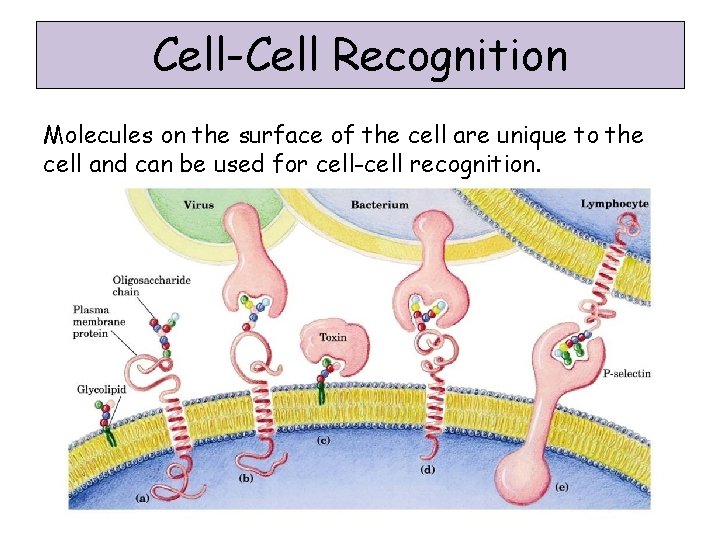 Lesson 7 Cell Membranes and the Cytoskeleton Hank