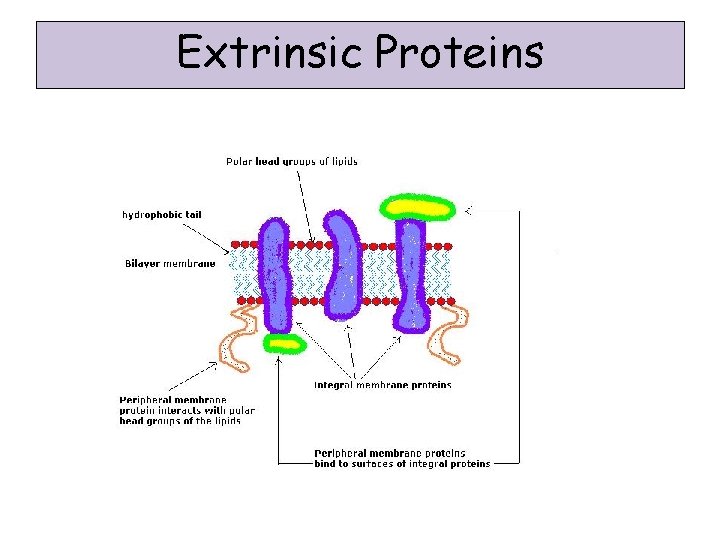 Lesson 7 Cell Membranes and the Cytoskeleton Hank