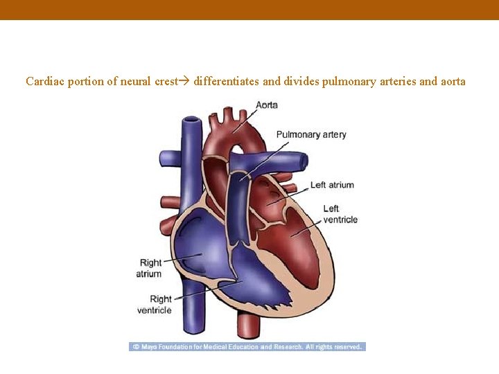 BIOL 370 Developmental Biology Topic 14 Neural Crest