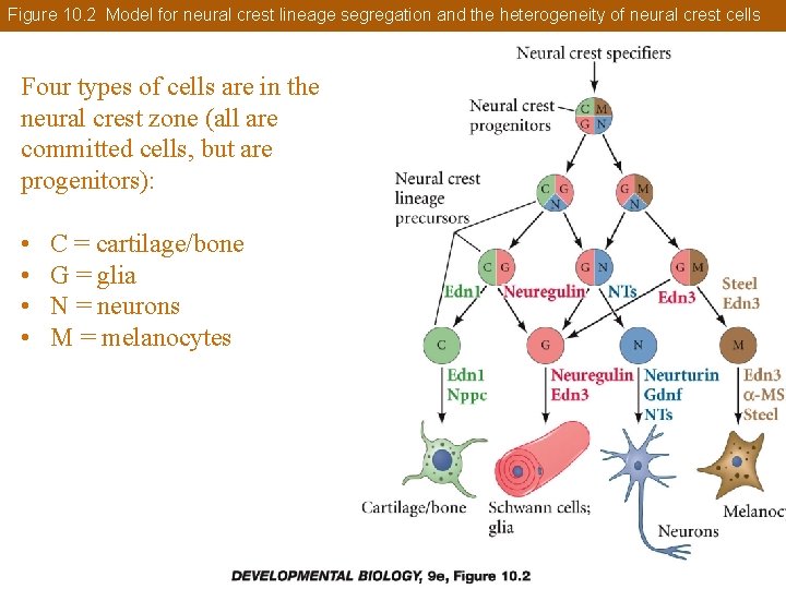BIOL 370 Developmental Biology Topic 14 Neural Crest