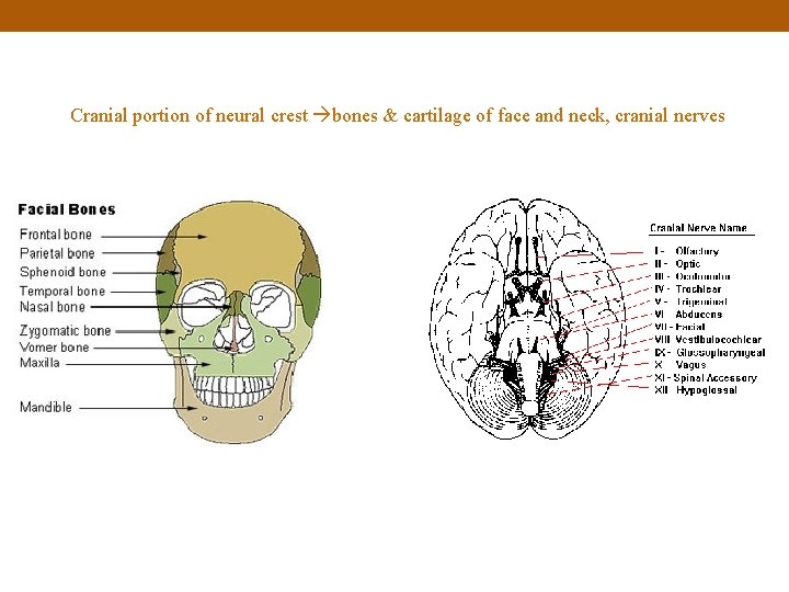 BIOL 370 Developmental Biology Topic 14 Neural Crest