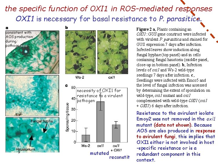 ROS Generation and Cell Death H 2 O