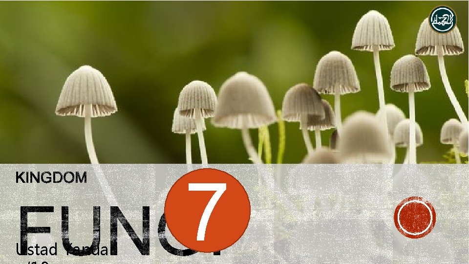 Ustad Yanuar 7 A Mold 2 Khamir Yeast