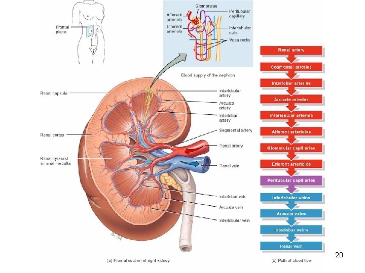 Renal Structure and Function 1 Kidneys Paired Retroperitoneal