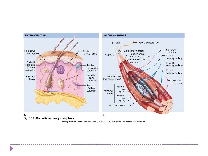 Chapter 15 Sense Organs SENSORY RECEPTORS Sensory receptors