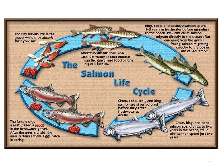 CrossDressing Salmon By Tom Horvath SUNY College at