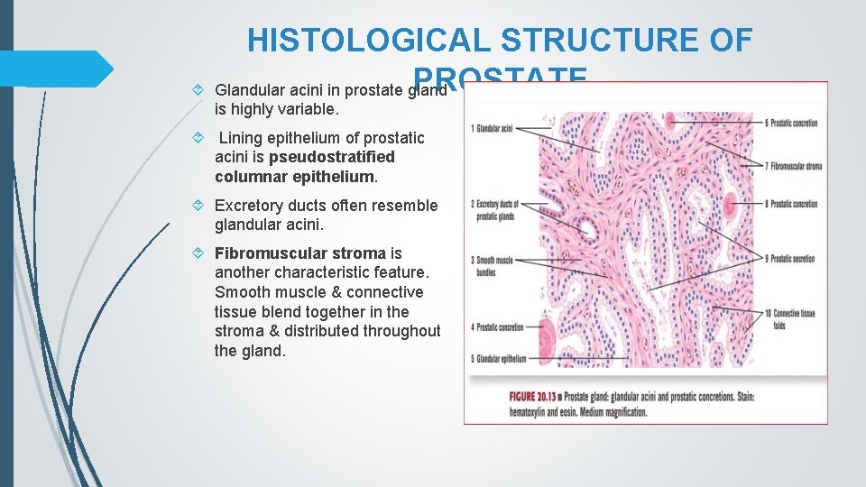 REPRODUCTIV E SYSTEMMALE HISTOLOGICAL STRUCTURE HISTOLOGICAL STRUCTURE OF