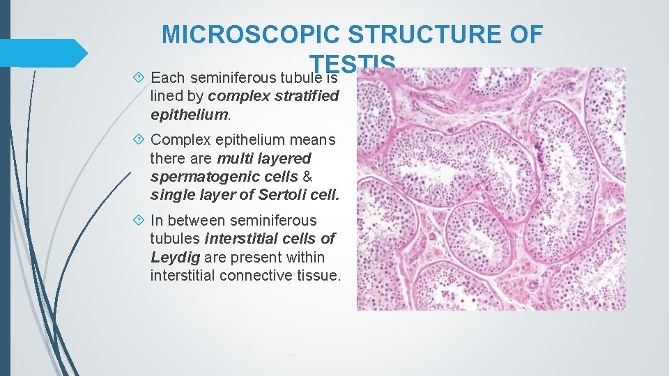 REPRODUCTIV E SYSTEMMALE HISTOLOGICAL STRUCTURE HISTOLOGICAL STRUCTURE OF