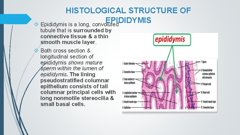 REPRODUCTIV E SYSTEMMALE HISTOLOGICAL STRUCTURE HISTOLOGICAL STRUCTURE OF