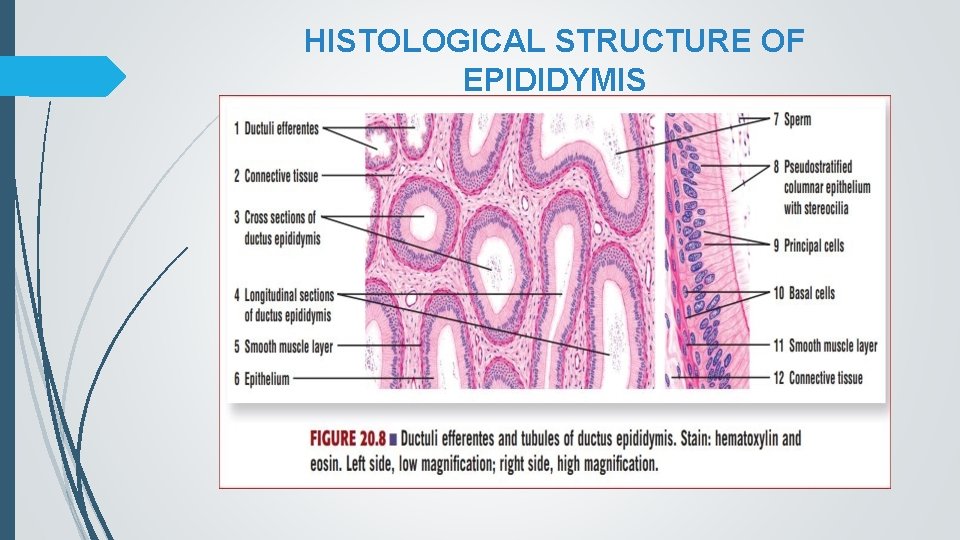 REPRODUCTIV E SYSTEMMALE HISTOLOGICAL STRUCTURE HISTOLOGICAL STRUCTURE OF
