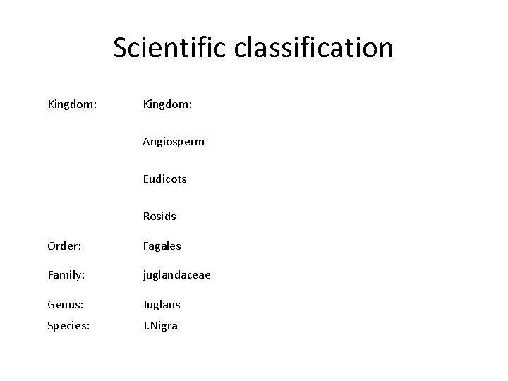 Black Walnuts By Tyler Dudley Juglans nigra Explanation