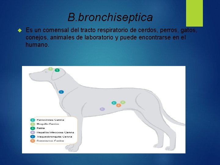 Traqueo bronquitis infecciosa canina causada por Bordetella Integrantes