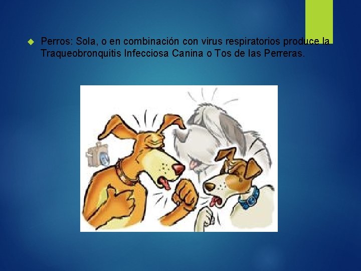 Traqueo bronquitis infecciosa canina causada por Bordetella Integrantes