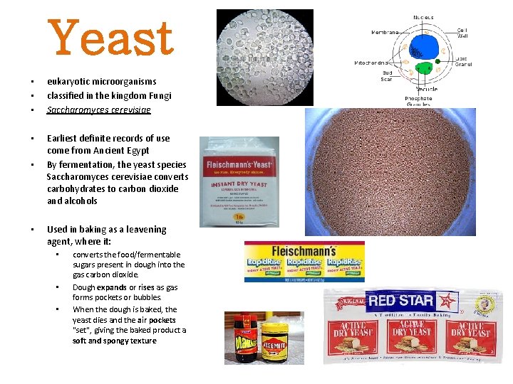 Yeast eukaryotic microorganisms classified in the kingdom Fungi