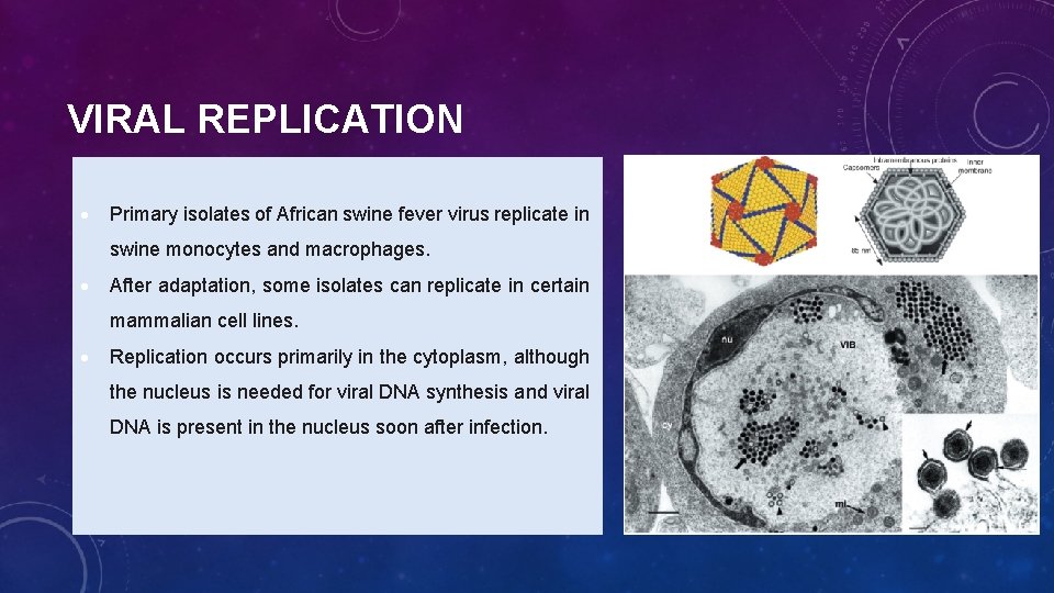 ASFARVIRIDAE VMC 321 DR MANOJ KUMAR CLASSIFICATION Family