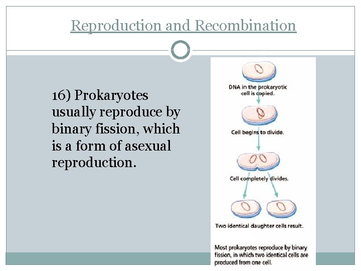 Bacteria 1 Bacteria are the smallest and simplest