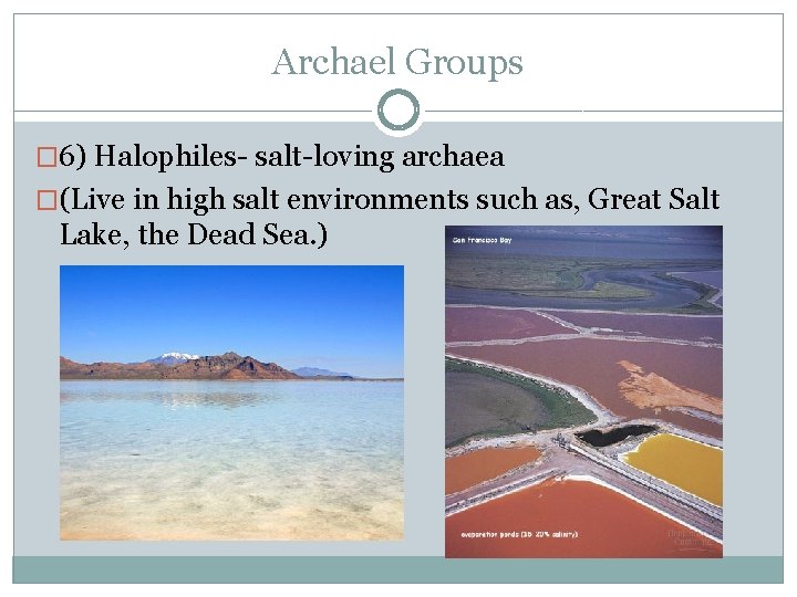 Bacteria 1 Bacteria are the smallest and simplest