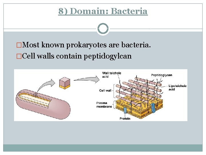 Bacteria 1 Bacteria are the smallest and simplest