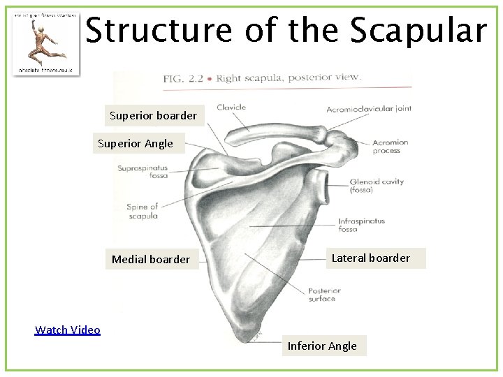 Lesson 31 A P Shoulder 1 Aims of