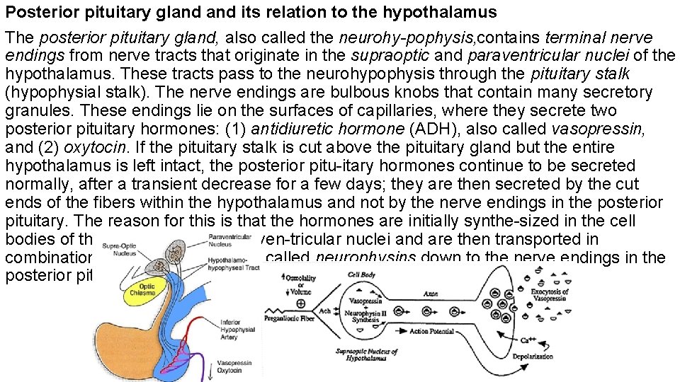 Introduction To Endocrinal Physiology Pituitary Gland Endocrinal Physiology