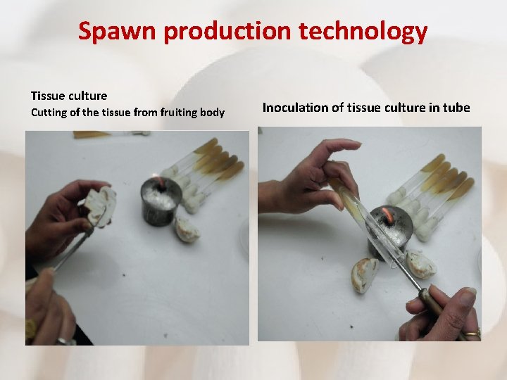 MUSHROOM CULTURE PREPARATION OF SPWAN B Yuga Vani