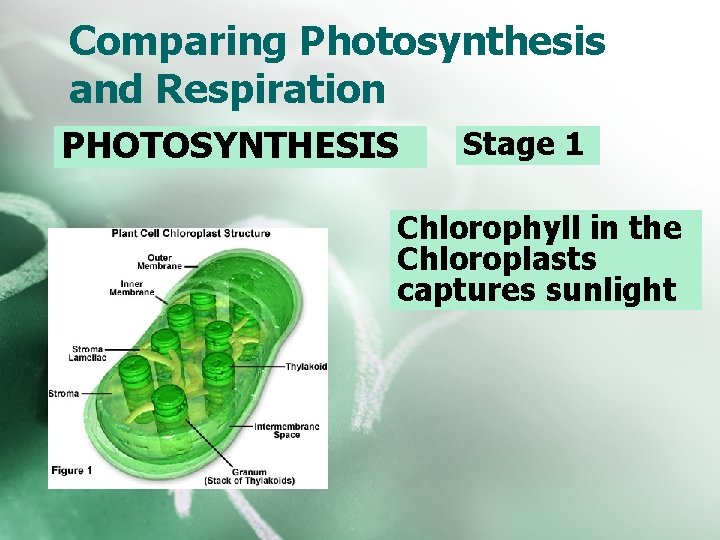 Comparing Photosynthesis and Respiration The most important chemical