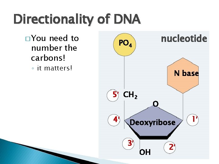 Chapter 12 Molecular Genetics Many of these slides