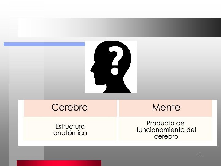 Neurociencia El cerebro y la conducta Tema 2