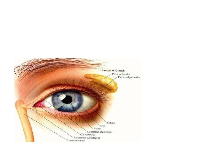 The sence organ 1 The Eye The eye