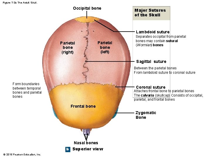 Chapter 7 The Axial Skeleton Lecture Presentation by