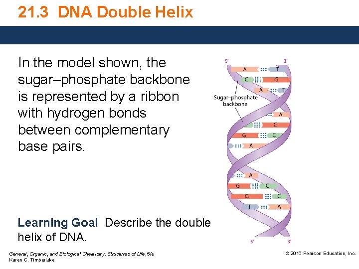 21 3 DNA Double Helix In the model