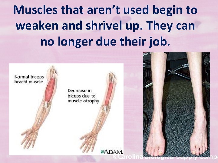 Muscles Do you have more bones or more