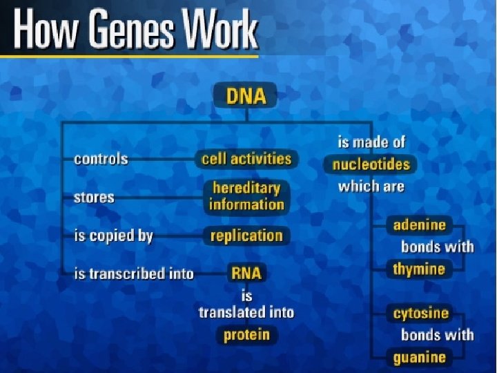 NUCLEIC ACIDS PROTEIN SYNTHESIS DNA Deoxyribo Nucleic Acid