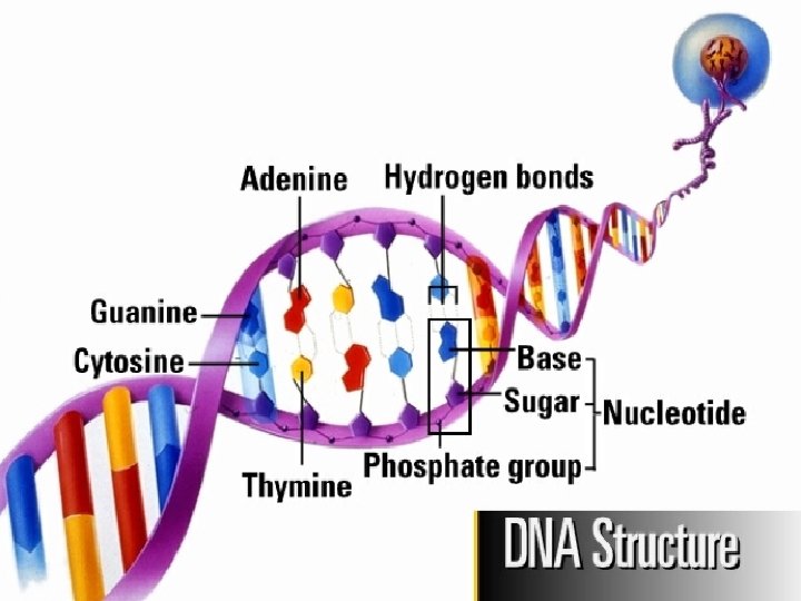 NUCLEIC ACIDS PROTEIN SYNTHESIS DNA Deoxyribo Nucleic Acid