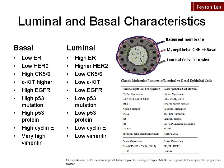 Chemotherapeutic Treatment Options for Triple Negative Breast Cancer