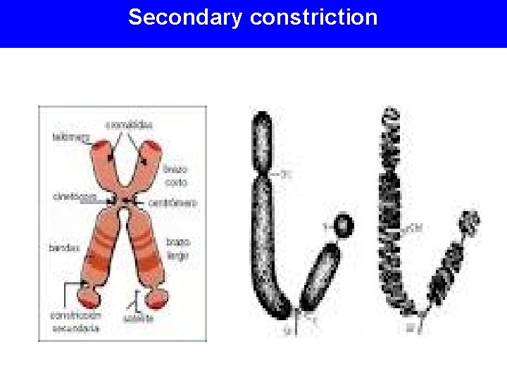 Centromere The region where the two sister chromatids