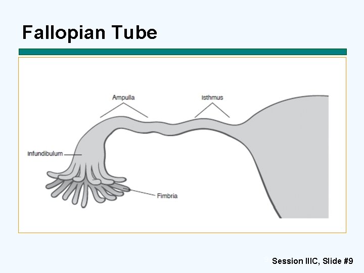 Tubal Ligation Female Sterilization Session IIIC Basic Anatomy