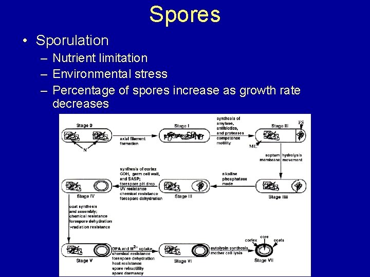Spores Metabolically dormant Offer resistance to Low nutrients