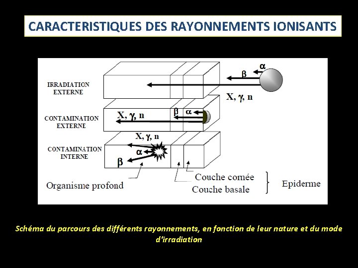 LES EFFETS BIOLOGIQUES RAYONNEMENTS IONISANTS Dr MRANI ZENTAR