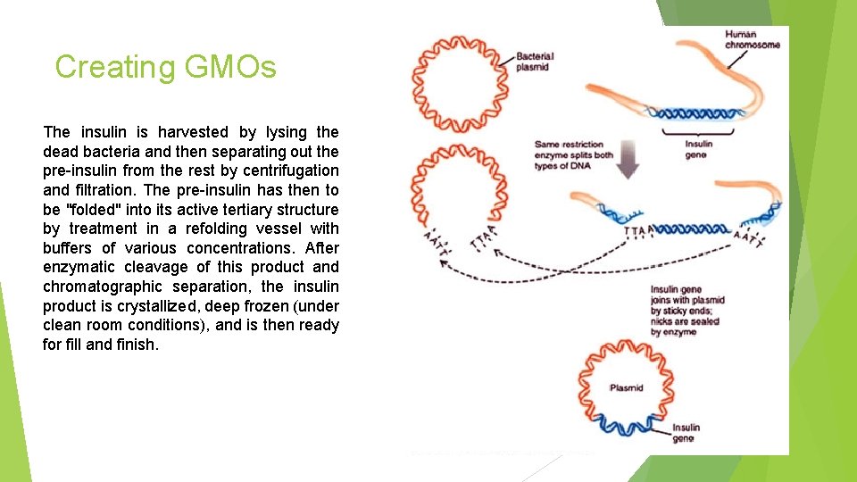 Biology II 2 Partial Project Biotechnology Genetically modified
