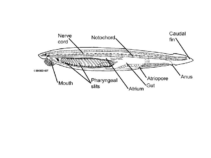 Chordata All Chordates have 4 unique and very