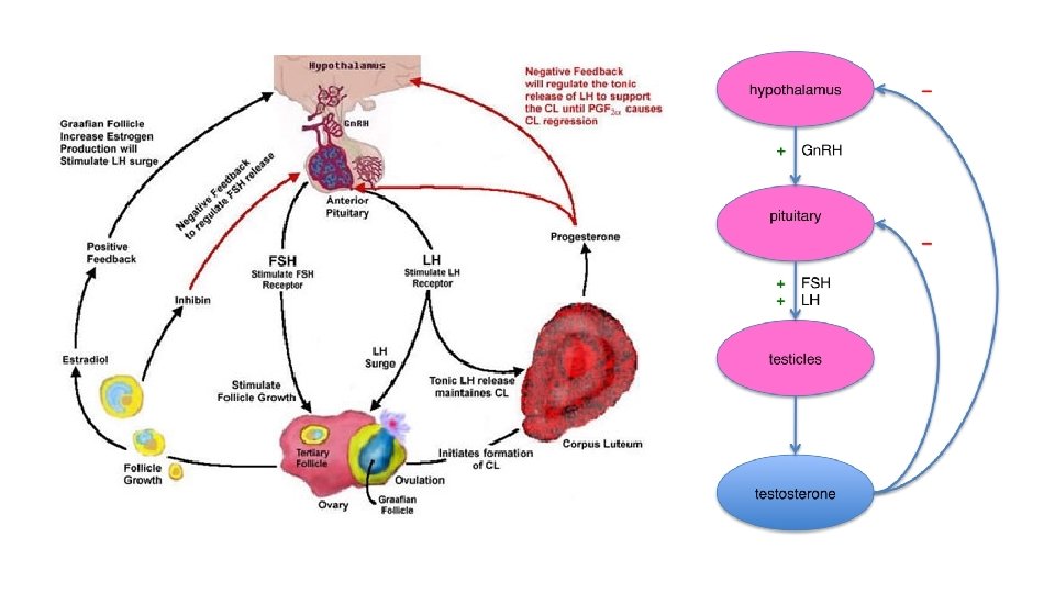 UnitI Hormonal relationship in animal productionI Chemical Bioregulation