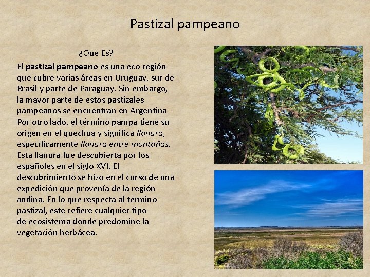 Pastizal pampeano Que Es El pastizal pampeano es
