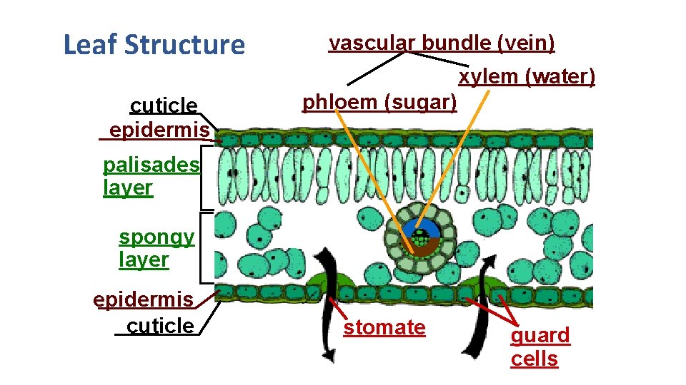 Photosynthesis Energy balance of Respiration and Photosynthesis Completely